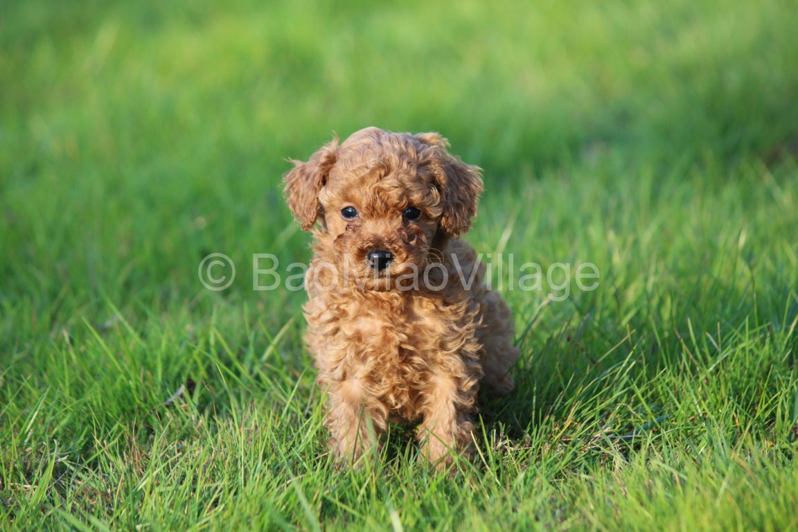 Barbone Nano Fulvo - Allevamento e Pensione Animali in Lombardia Monza ...