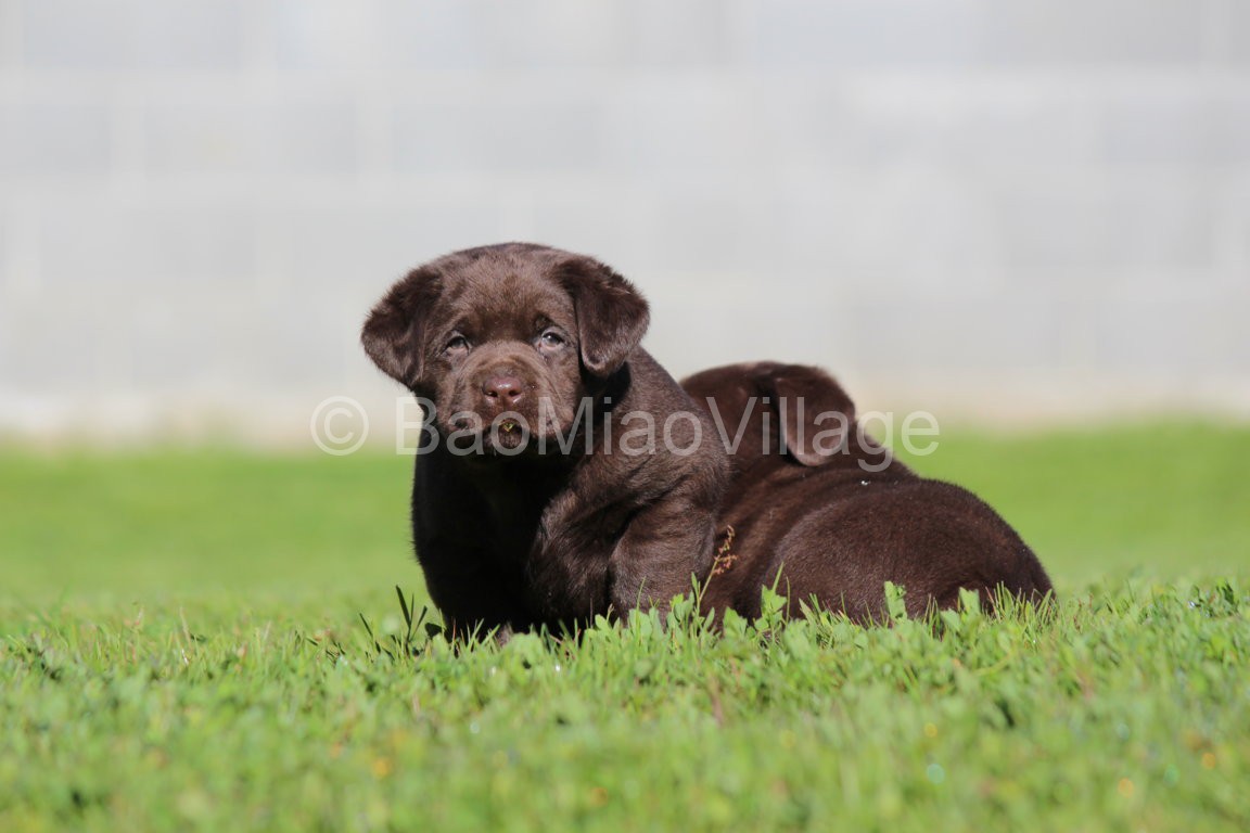 CUCCIOLI DI LABRADOR CIOCCOLATO - Allevamento e Pensione Animali in ...