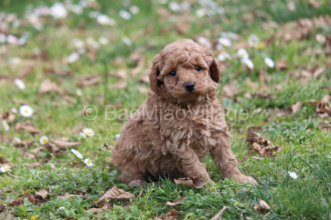 CUCCIOLI DI BARBONE NANO RED - Allevamento e Pensione Animali in ...