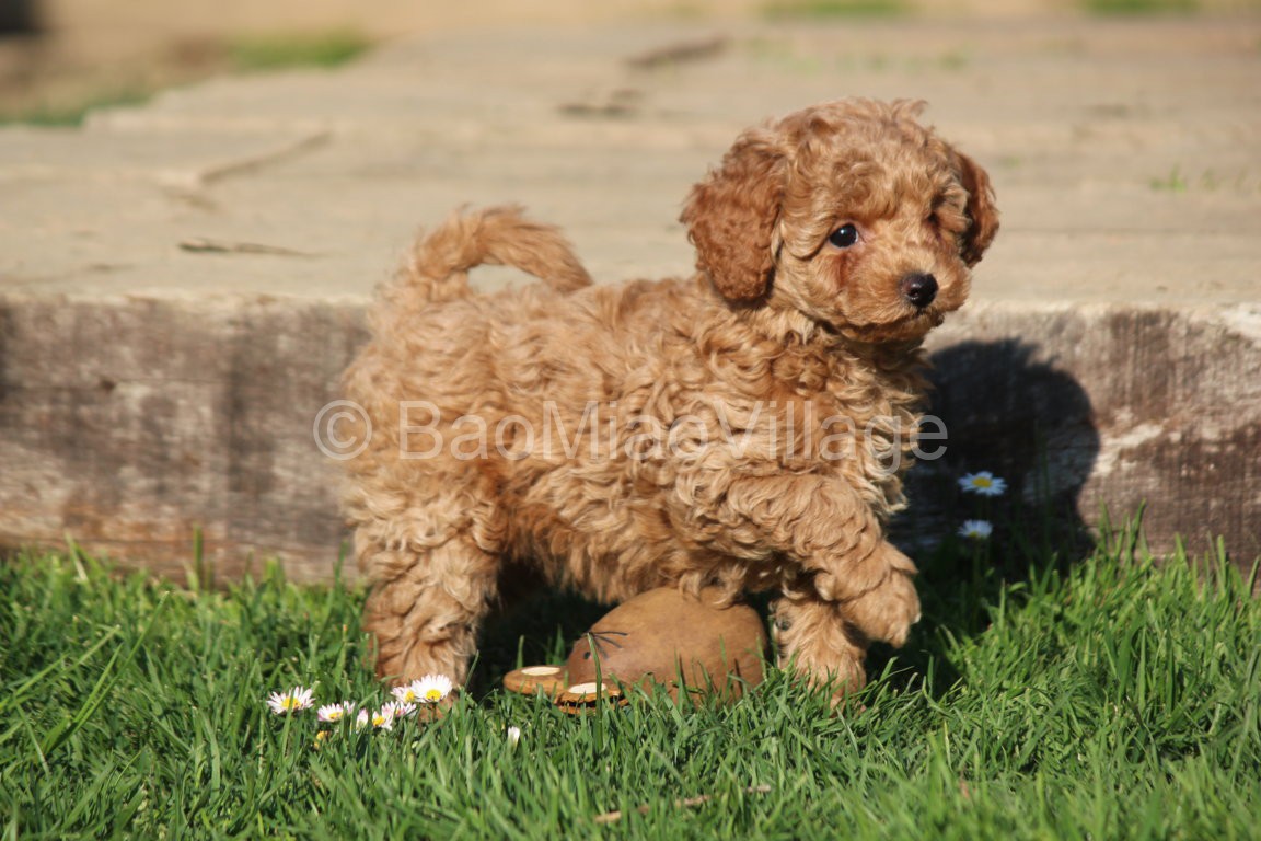 CUCCIOLI DI BARBONE NANO RED - Allevamento e Pensione Animali in ...