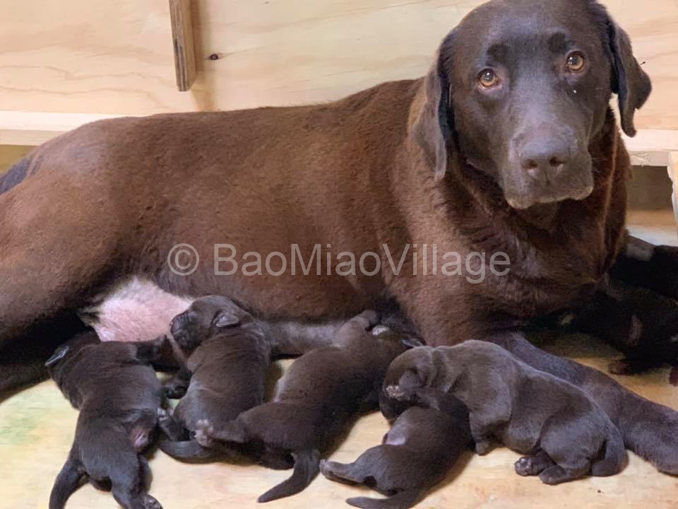 CUCCIOLI DI LABRADOR CIOCCOLATO - Allevamento e Pensione Animali in ...