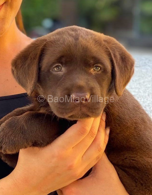 Labrador Retriever - Allevamento e Pensione Animali in Lombardia Monza ...