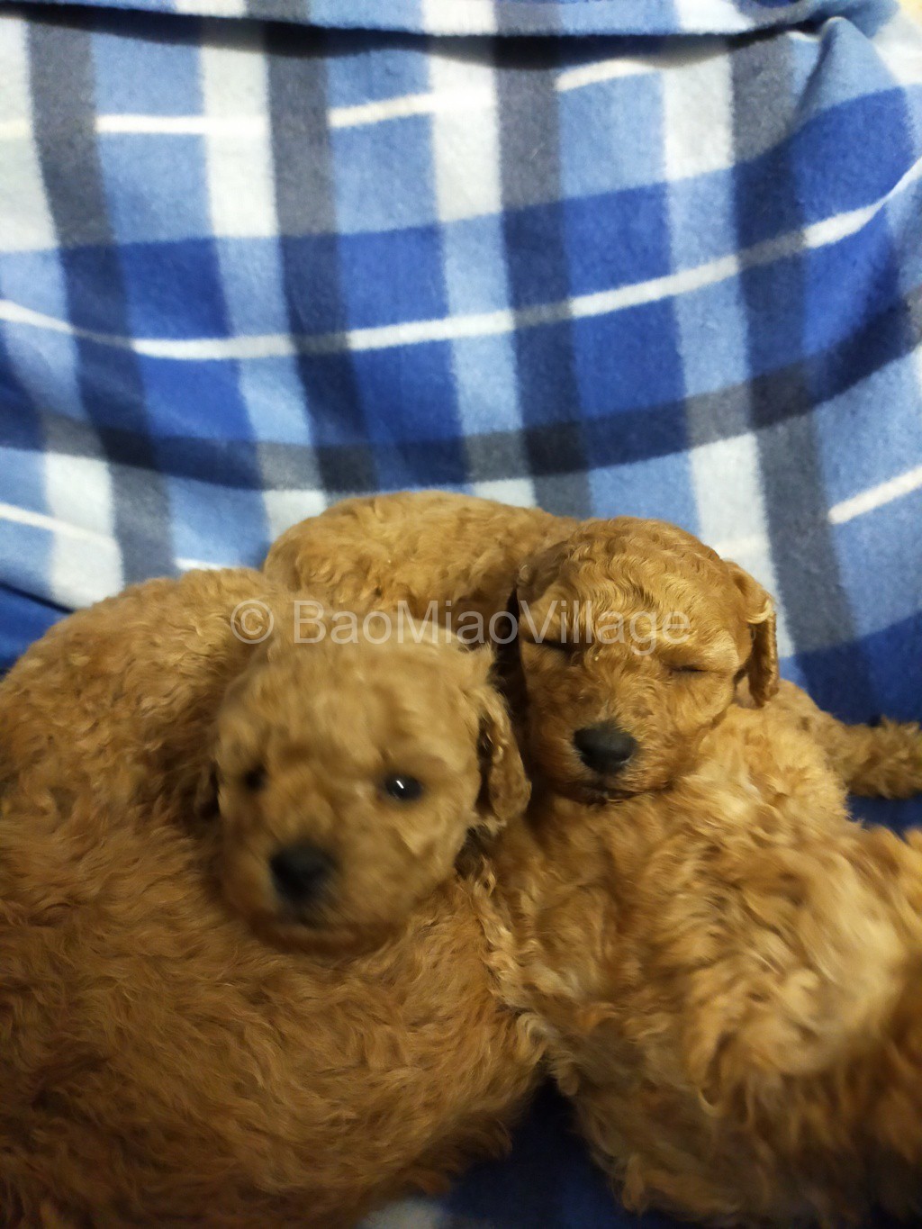 Barbone Nano Fulvo - Allevamento e Pensione Animali in Lombardia Monza ...