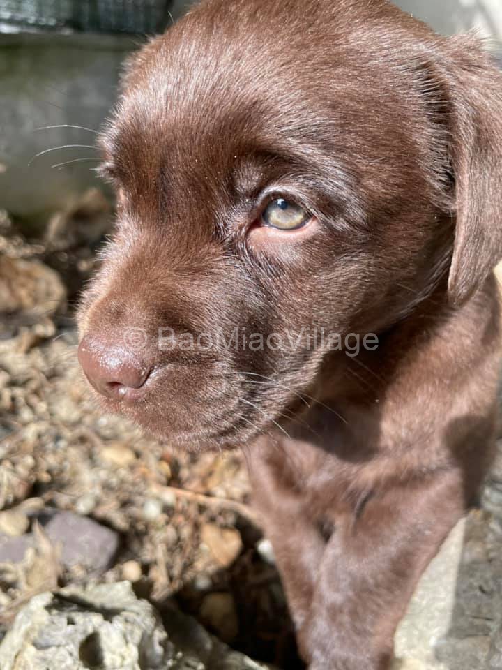Gentili, Sensibili e Vivaci.. di chi Parliamo??? LABRADOR CHOCOLATE ...