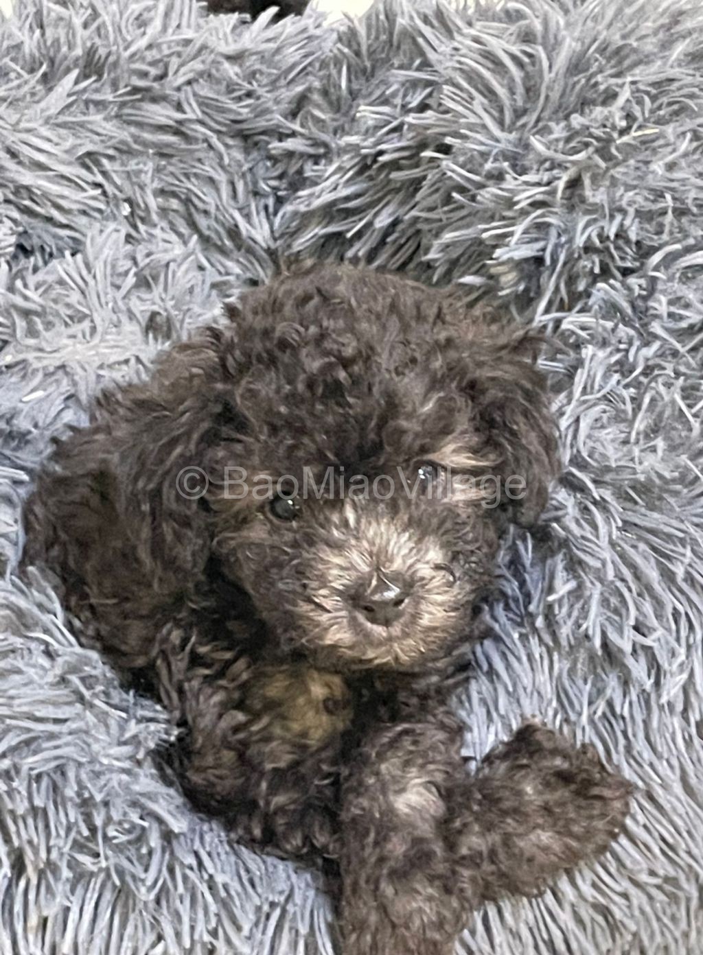 CUCCIOLI DI BARBONE - Allevamento e Pensione Animali in Lombardia Monza ...