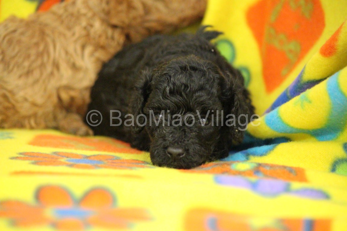 CUCCIOLI DI BARBONE - Allevamento e Pensione Animali in Lombardia Monza ...