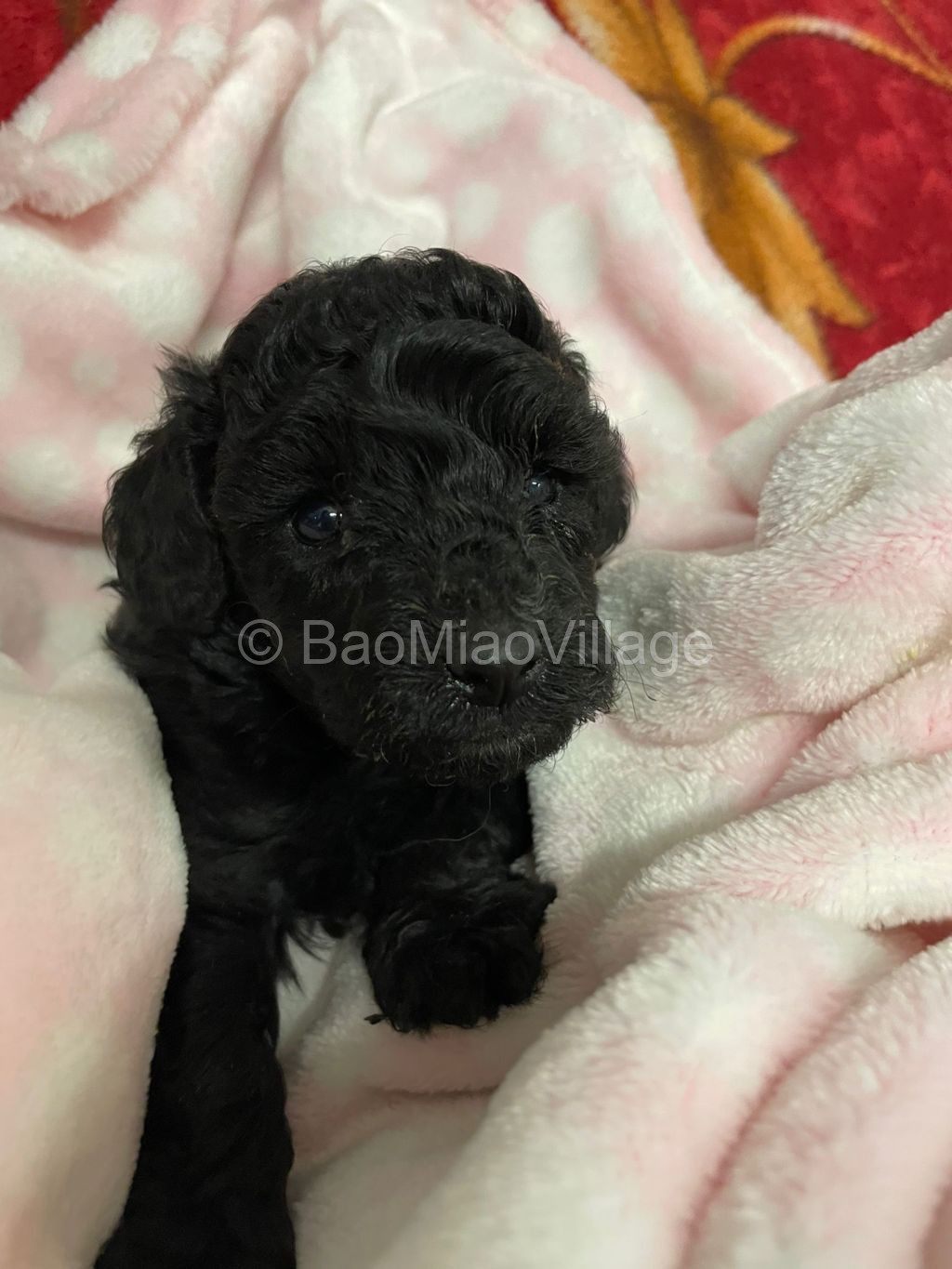 BARBONE NERO - Allevamento e Pensione Animali in Lombardia Monza e ...