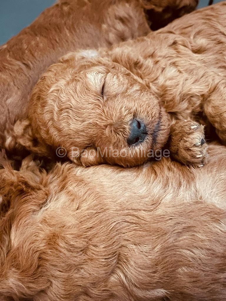 Barbone Fulvo - Allevamento e Pensione Animali in Lombardia Monza e ...